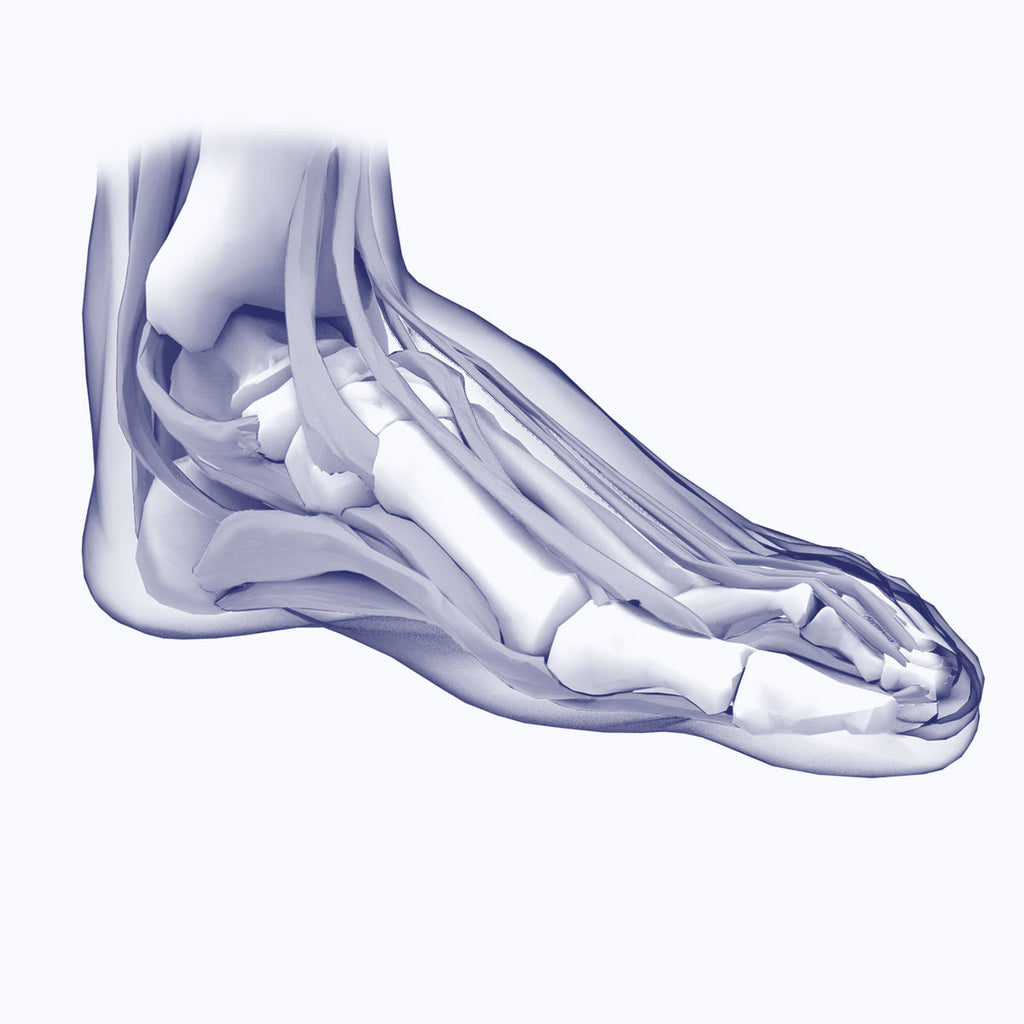 Hammer Toes - Biopods Technologies - Biopods®